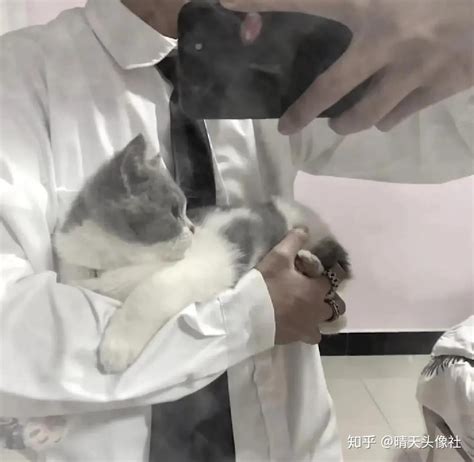 有哪些很耐看的猫系男生头像 知乎