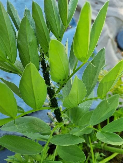 Identifying And Dealing With Pests On Broad Beans Melbourne Vic R