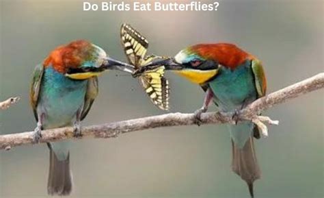 Do Birds Eat Butterflies Nestingnetwork