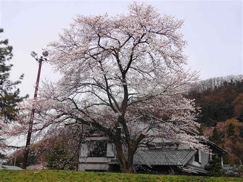 日野川堤防桜 五分咲き4月1日撮影 英の放電日記