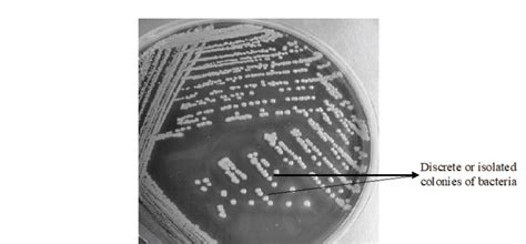 Isolation Technique Microbiology Class
