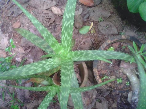 Rare Ayurvedic Plants Aloe Vera Types