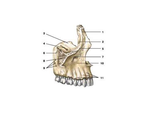 Maxillary Bones Unlabeled