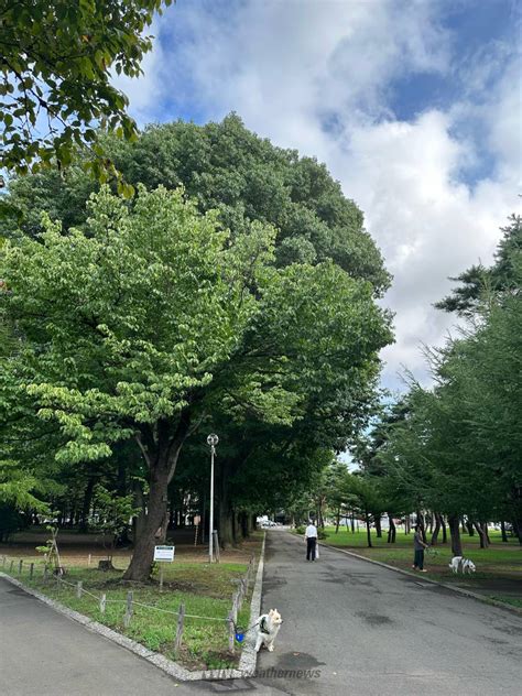 空には雲も浮かんでいますが、あおぞらも広 北海道札幌市中央区 ぷうさん ウェザーニュース