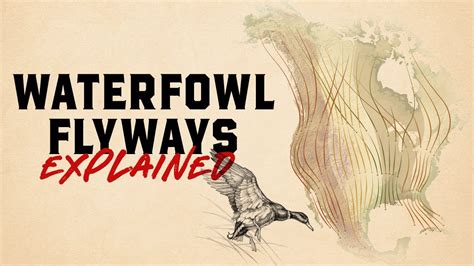 Understanding The Four Major Waterfowl Flyways Of North America Youtube