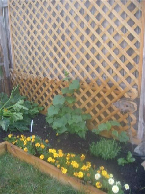 Cucumber Trellis Lattice Garden Plant