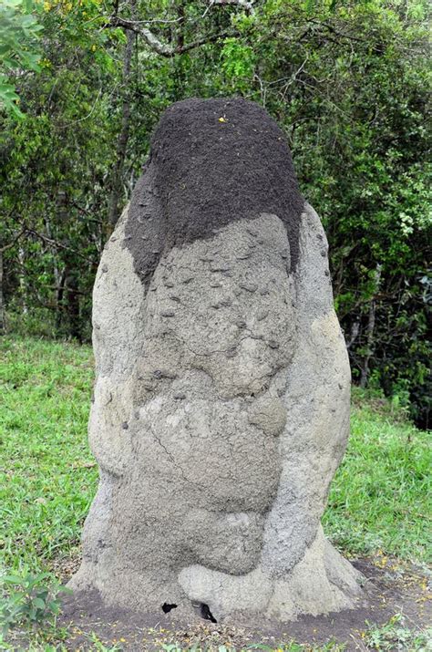 A Large Dark Earthen Termite Mound In The Grass Stock Image Image Of