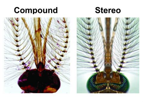 Parts Of Stereo Microscope Dissecting Microscope Labeled Diagram