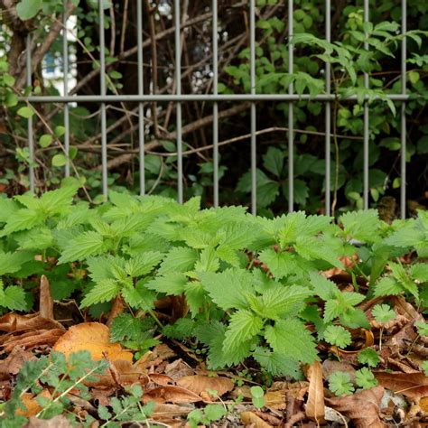 Große Brennnessel Urtica Dioica