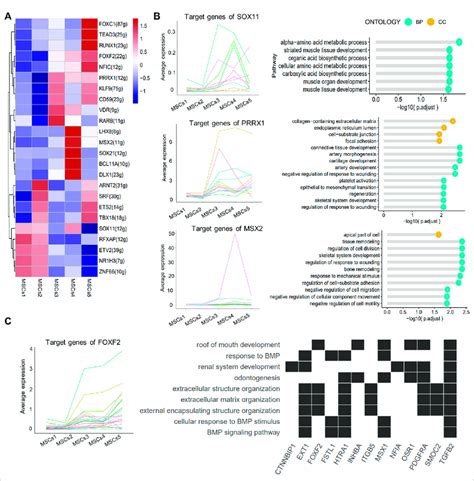 Scenic Identified Major Regulons In Mscs A Heatmap Showing The Top