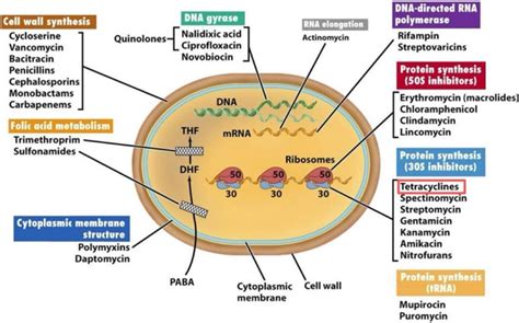 테트라사이클린tetracycline계 항생제