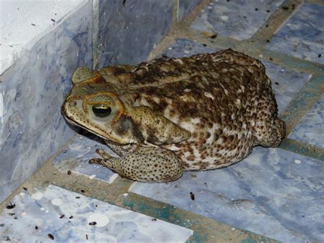 Giant Cane Toad Project Noah