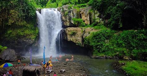 Ubud Terraza De Arroz Bosque De Monos Y Cascada Getyourguide