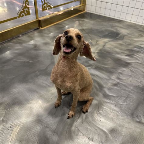 푸들 토리 토이랙돌분양 토이브리티쉬숏헤어분양 토이스코티쉬폴드분양 토이러시안블루분양 토이강아지분양 토이고양이분양 토이비숑프리제입양 토이포메라니안입양 토이말티즈입양 토이말티푸