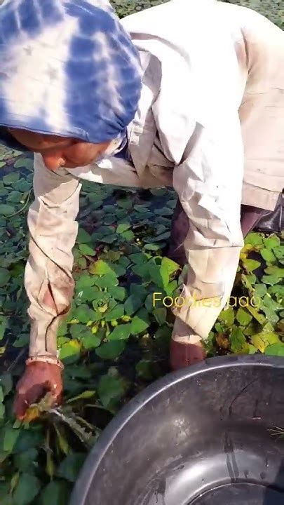खेत से सिंघाडा कैसे निकाला जाता है 🤔🤑 Shorts Viral Trending Youtube