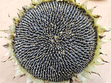 권혁로 버섯지옥에서 잠시 빠져나와 해바라기 한개를 수확해봤다 살이 꽉꽉꽉 기름을 짤 수