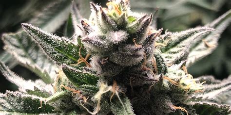 Blueberry Cookies Strain Information Alt Extracts