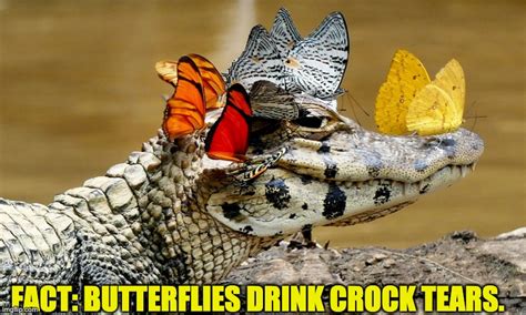 Image Tagged In Crocodiles Butterflies Mother Nature True Story Imgflip