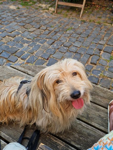 Kugli ♥ Vermittelt ♥ — Tierheimleben In Not