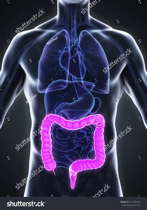 Human Colon Anatomy 3d Rendering Stock Photo 411045493 Shutterstock