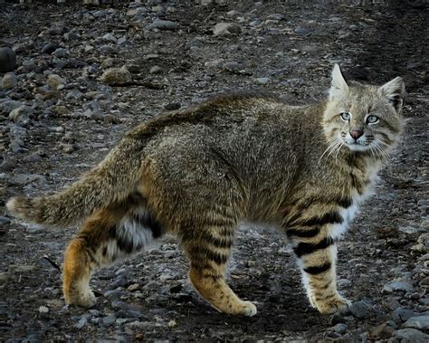 Southern Pampas Cat Leopardus Colocolo Pajeros Самые милые животные