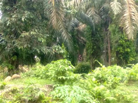 Manajemen Ptpn Iii Bandar Selamat Terkesan Abaikan Semak Belukar Dan