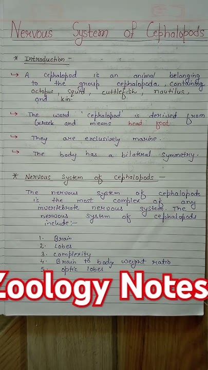 Nervous System Cephalopod Youtube