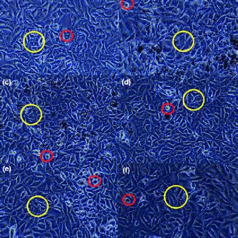Raman Spectra A Xrd Pattern Of Cyclodextrin Cnss B Tga Plot C Download Scientific