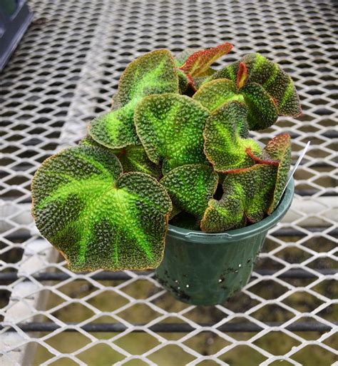 Begonia Rex Begonia Rex Chayo From Hillcrest Nursery
