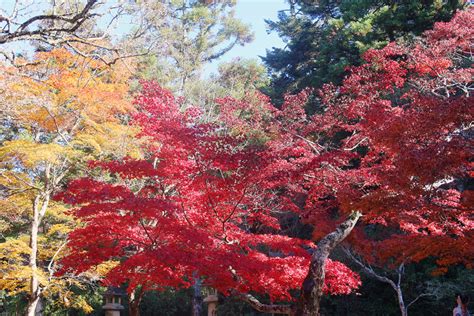 宮島に紅葉狩りに行って来ました 2019 11 21 カッチンの雑記帳