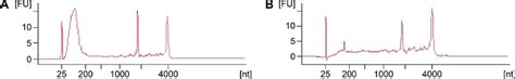 Electropherogram Of Rna From Ductal Epithelial Samples Total Rna Was
