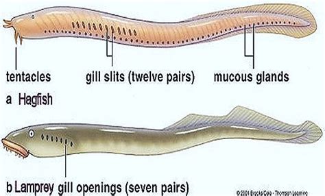 Jawless Fish Superclass Agnatha Jawless Fish Vertebrates Diagram
