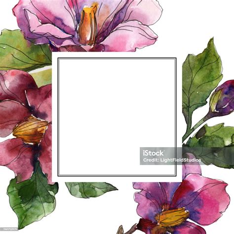 레드 퍼플 카멜리아 꽃 식물 꽃입니다 수채화 배경 그림 집합입니다 프레임 테두리 장식 광장 0명에 대한 스톡 벡터 아트 및 기타