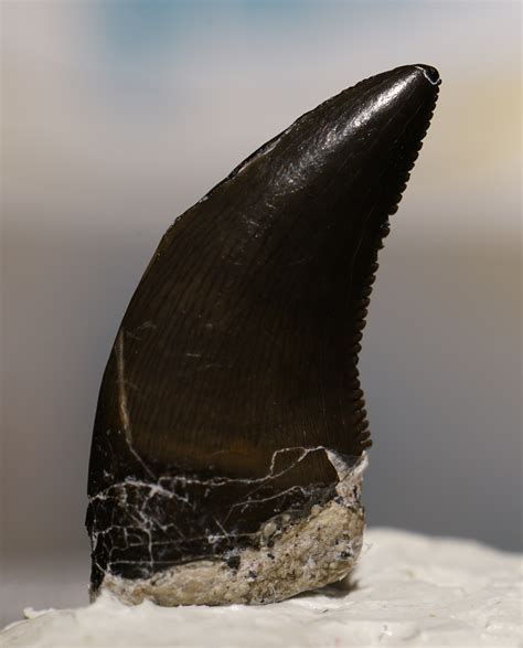 Deinonychus Tooth Fossil Id The Fossil Forum