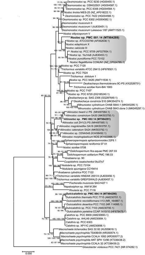 Consensus Phylogenetic Tree Maximum Likelihood Tree Presented Based