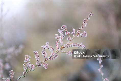 부드럽고 가볍고 흐릿한 배경에 얇은 가지를 장식하는 섬세한 분홍색과 흰색 봄 꽃은 자연스러운 우아함을 보여줍니다 거의 눈에 띄지 않는 거미줄이 줄기를 감싸고 있어 우아함을