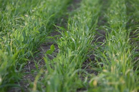 Forage Crops Ease Your Feed Gap With Homegrown Forage