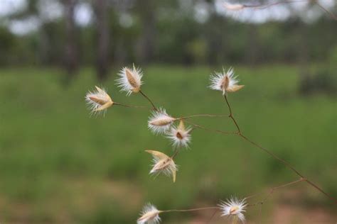 Eriachne Obtusa Northern Wanderrie Grass — Territory Native Plants