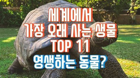 세계에서 가장 오래 사는 생물 Top 11 Youtube