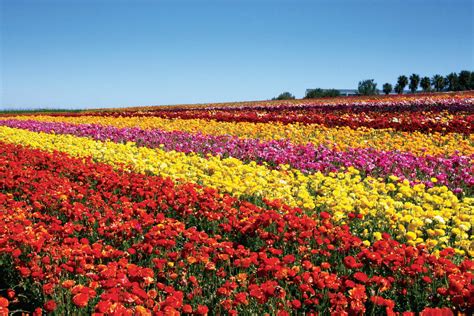 300 Flower Field Wallpapers