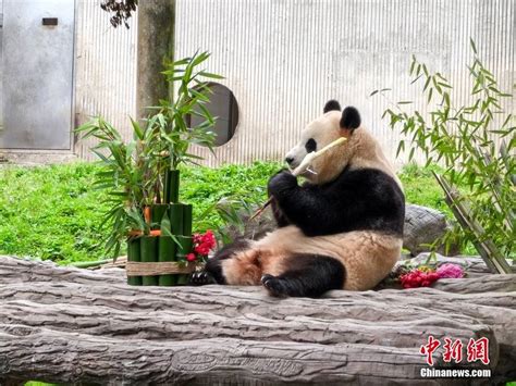 现场直击：大熊猫“福宝”回国后首次与公众见面 搜狐大视野 搜狐新闻