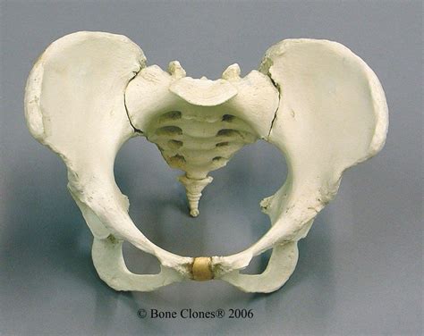 Human Female Vertebral Column With Pelvis Bone Clones Inc Osteological