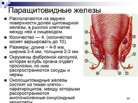 Диета При Паращитовидной Железы — Похудение Диета Правильное Питание