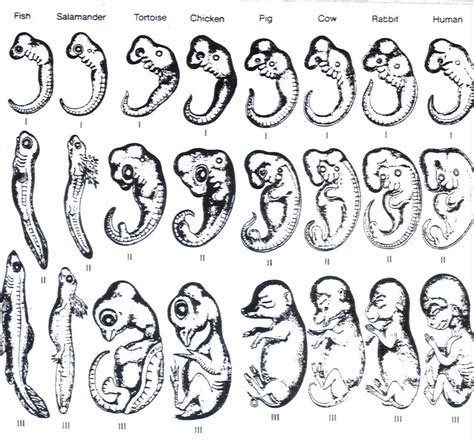Embryo Compare