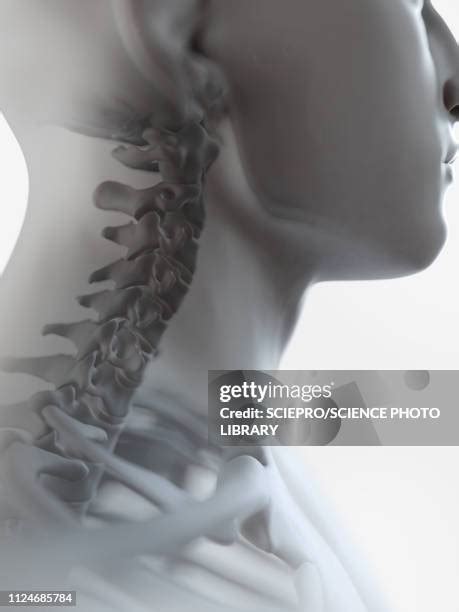 Illustration Of The Neck Bones High Res Vector Graphic Getty Images