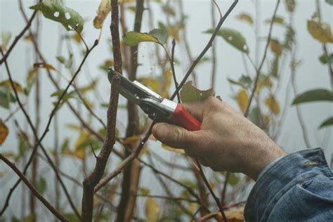 Tree Trimming Vs Tree Pruning Are They The Same Vevor Blog