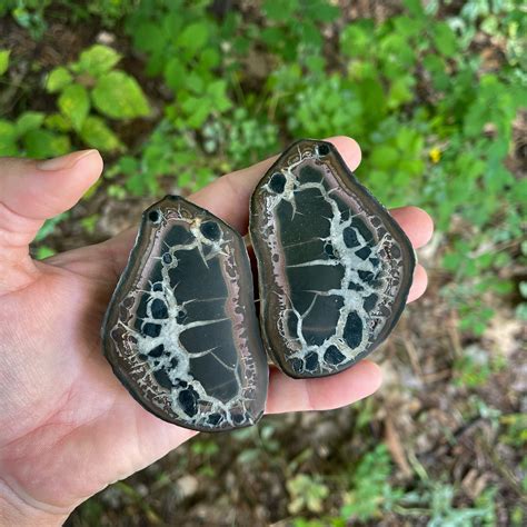 Large Septarian Nodule Fossil Pair Tanglewood Hollow