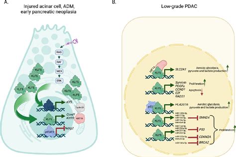 Pdf The Role Of Krüppel Like Factors In Pancreatic Physiology And