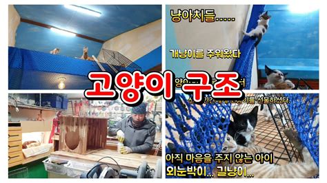 고양이를 위해 복층을 만들었는데 Youtube