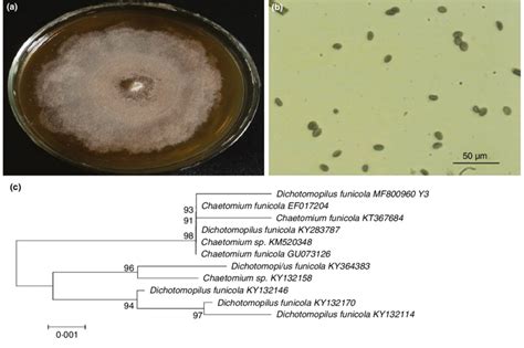 Colonial Morphology And Micrographic Characteristics 9400 Of